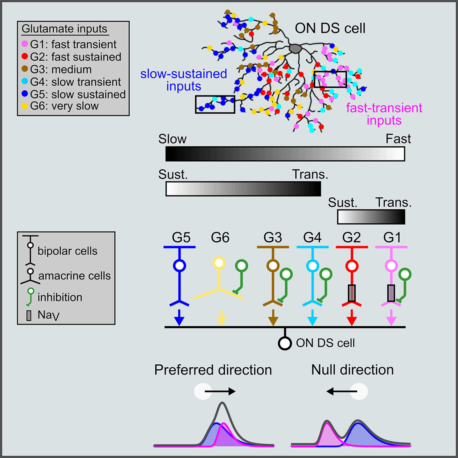 研究内容 | National Institute of Genetics, Multiscale Sensory Structure Laboratory